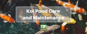 Koi Pond Care and Maintenance - Yards Improved