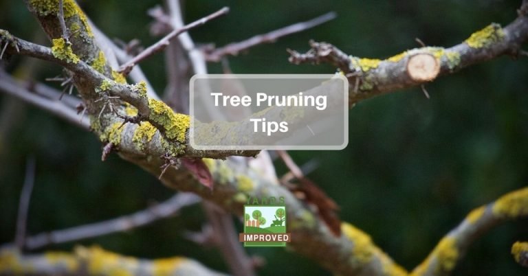 Advice For Tree Pruning - Yards Improved