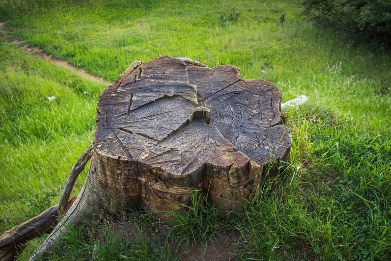 5 Ways To Remove A Tree Stump - Yards Improved