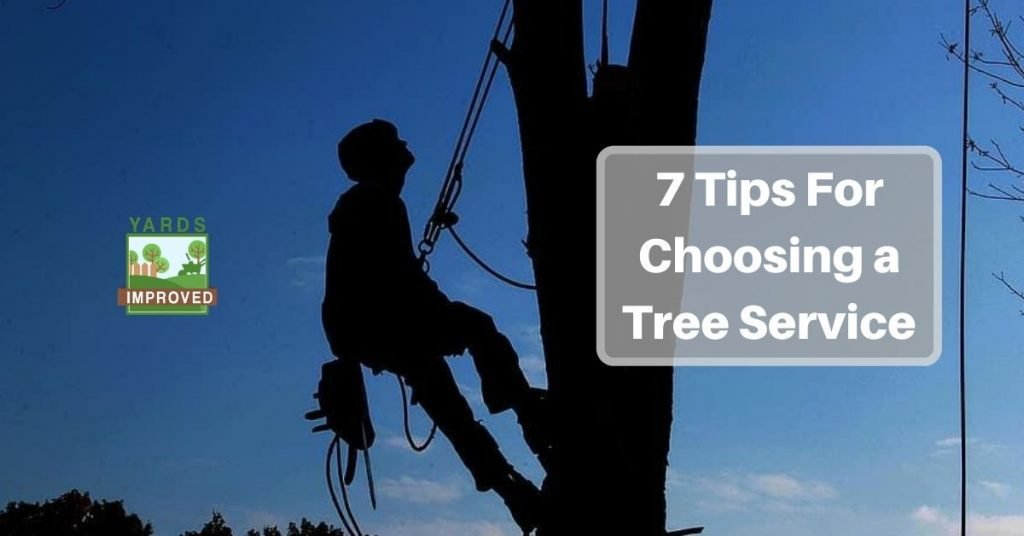 7 Tips For Hiring A Tree Service - Yards Improved