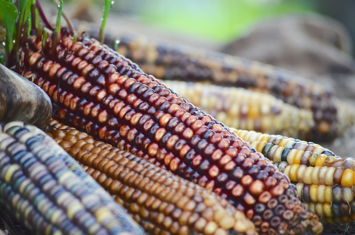 Growing Your Own Decorative Corn - Yards Improved