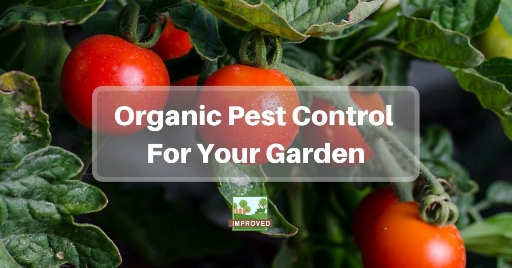 Organic Insect Control In Your Garden - Yards Improved