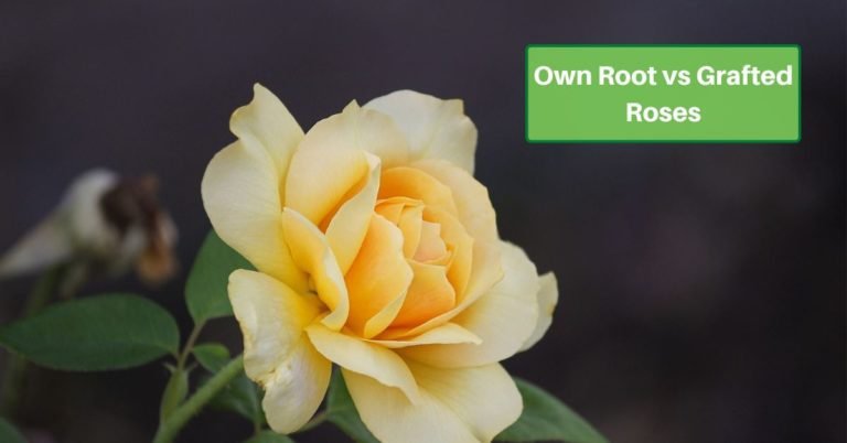 Grafted Or Own Root Roses - Which Is Better? - Yards Improved