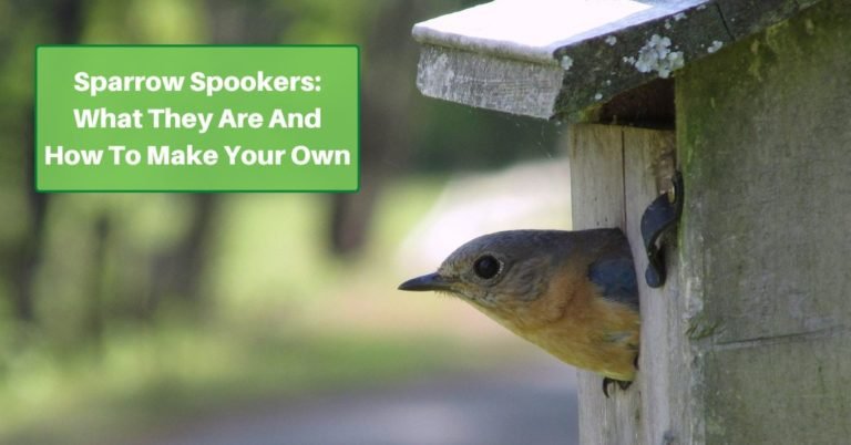 Sparrow Spookers: Keeping Unwanted Birds Away From Your Bluebird House ...