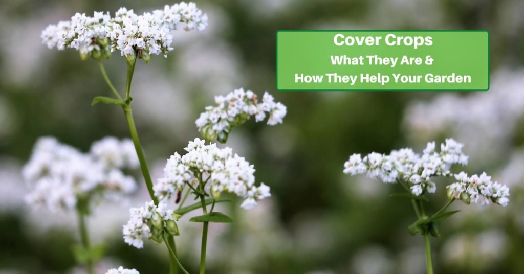 What Are Cover Crops And How They Can Help Your Garden - Yards Improved
