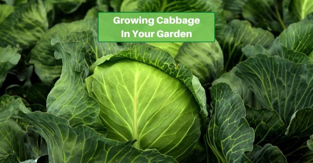 A Gardener's Guide To Growing Cabbage - Yards Improved