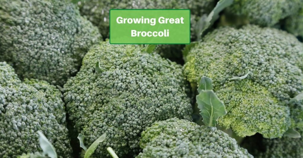 How To Get The Best Broccoli Crop From Your Garden - Yards Improved