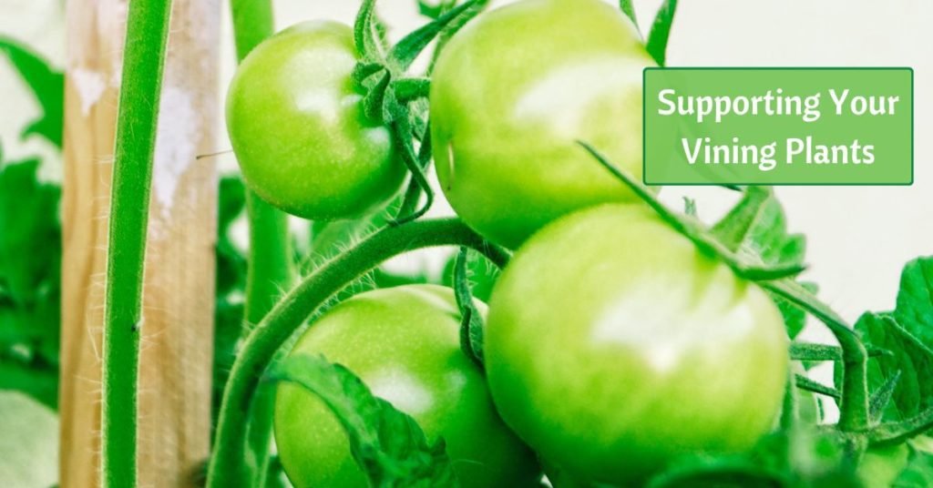 Elevate Your Garden: A Guide To Supporting Vining Plants - Yards Improved