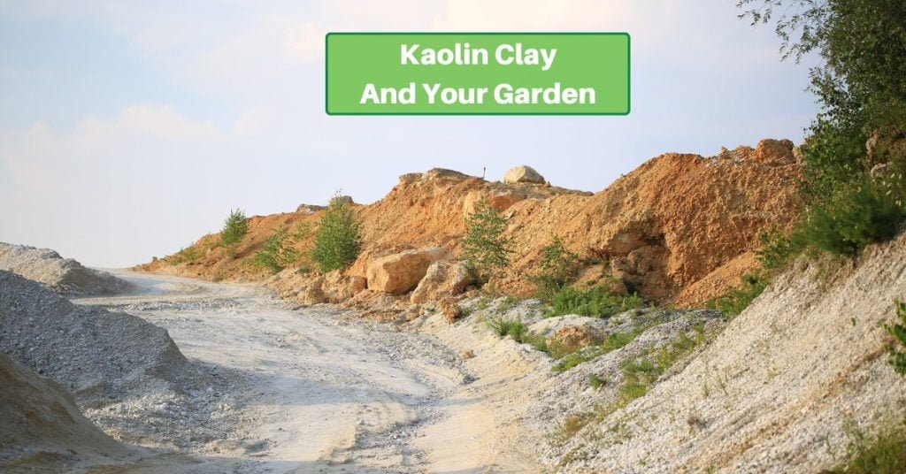 Kaolin Clay And Your Garden - Yards Improved